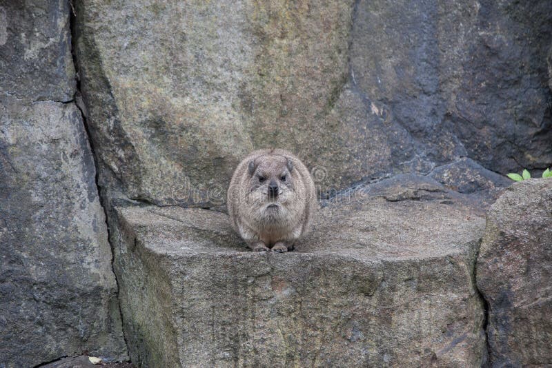 Rodent stock image. Image of smile, gnawer, animal, rodent - 64255719