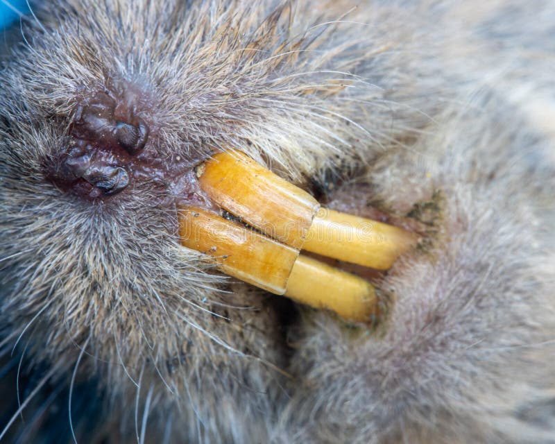 A Rodent Teeth - Field Vole, Close Up View Stock Photo - Image of ...