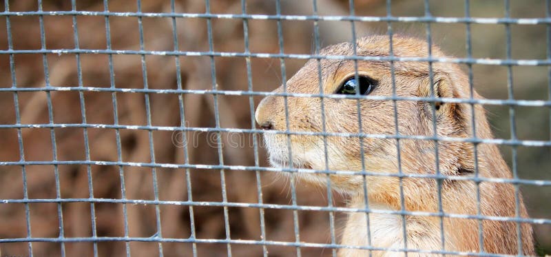 Rodent thoughtful in jail stock photo. Image of emotion - 45281392