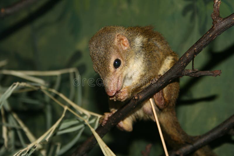 Rodent in the tree stock photo. Image of mouse, woods - 7799116