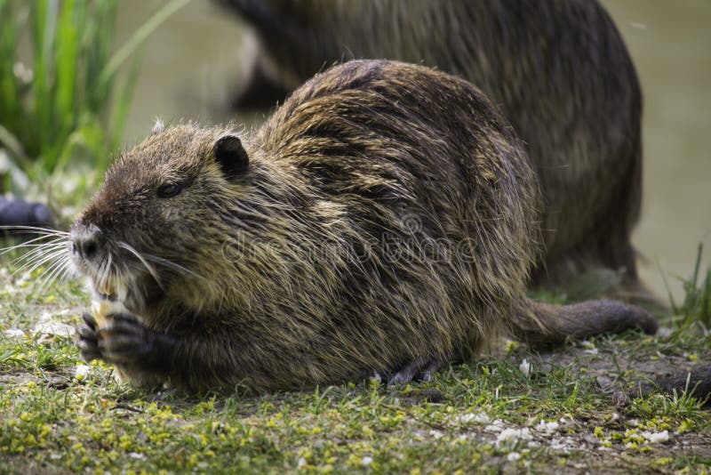 Rodent stock image. Image of nutria, water, rodent, beaver - 39711959