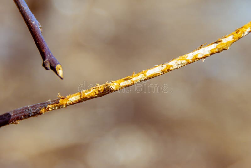 Rodent Damage To Fruit Trees during Winter, Selective Focus Stock Image ...