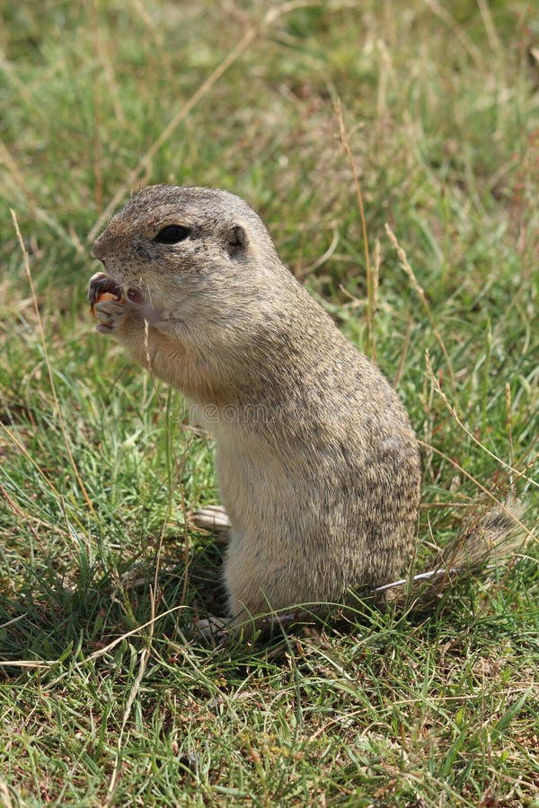 Rodents stock photo. Image of grass, cute, village, animal - 102708710