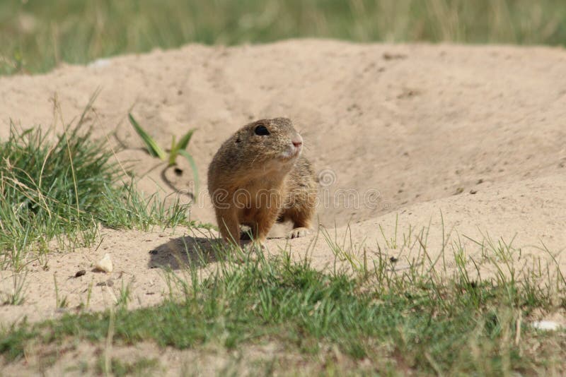 Rodents stock photo. Image of grass, cute, village, animal - 102708710