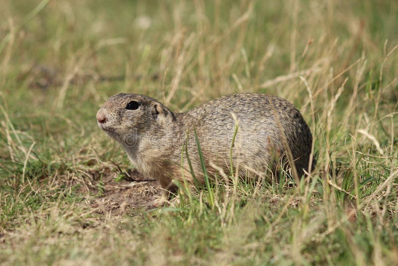 Rodents stock photo. Image of grass, cute, village, animal - 102708710