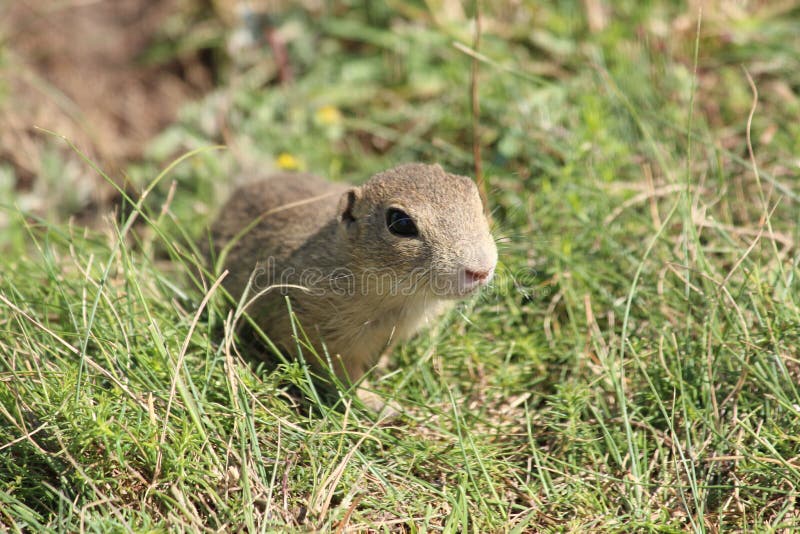Rodents stock photo. Image of grass, cute, village, animal - 102708710