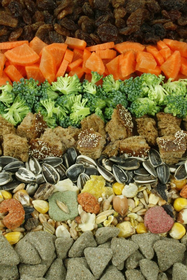 Rodents food stock photo. Image of animals, rabbit, chinchilla - 13529206