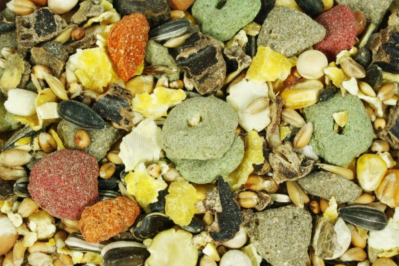 Rodents food stock image. Image of small, gerbil, corn - 13529295