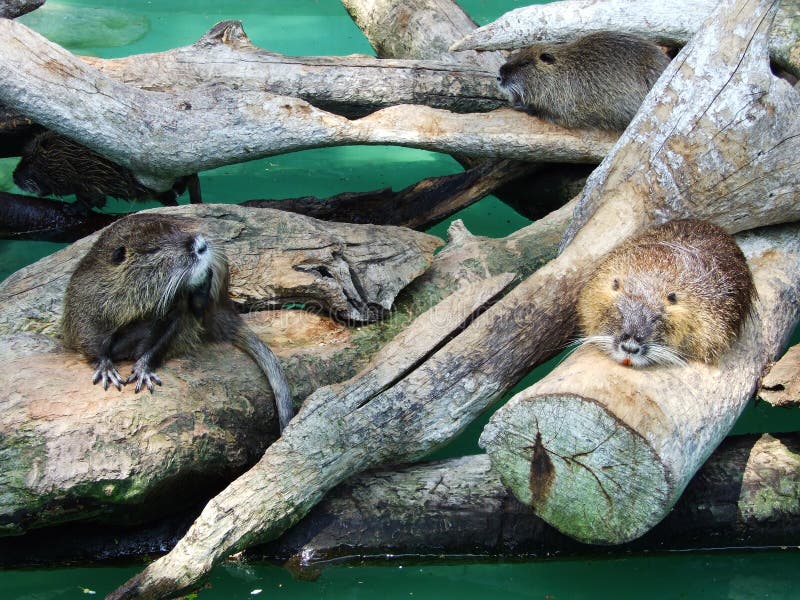 Rodents at the Zoo in Zagreb Stock Photo - Image of animals, cheetah ...