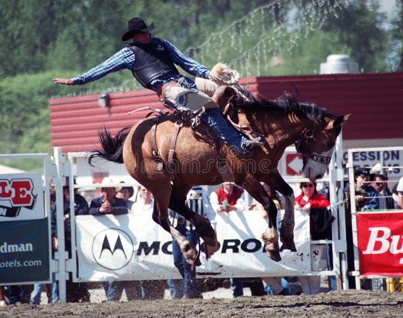 Rodeo fotografia editoriale. Immagine di sella, arena - 4338536