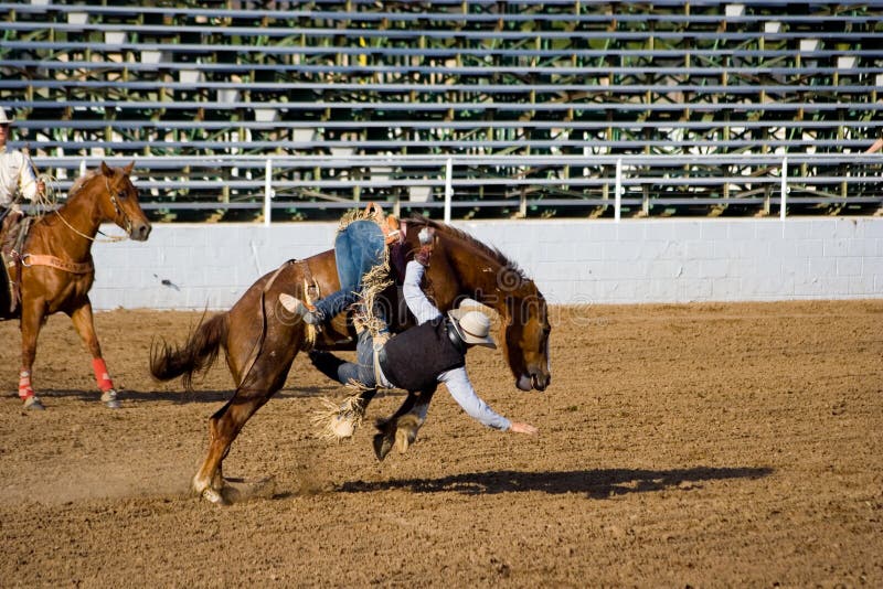 Bronc Rider Takes a Fall stock photo. Image of river, rodeo - 903856