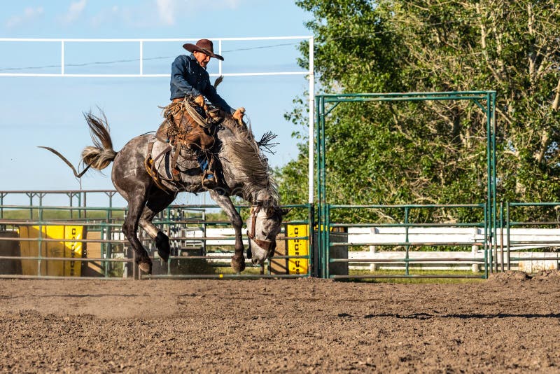 Rodeo and Bronco Riding in Pincher Creek Canada Editorial Photography ...