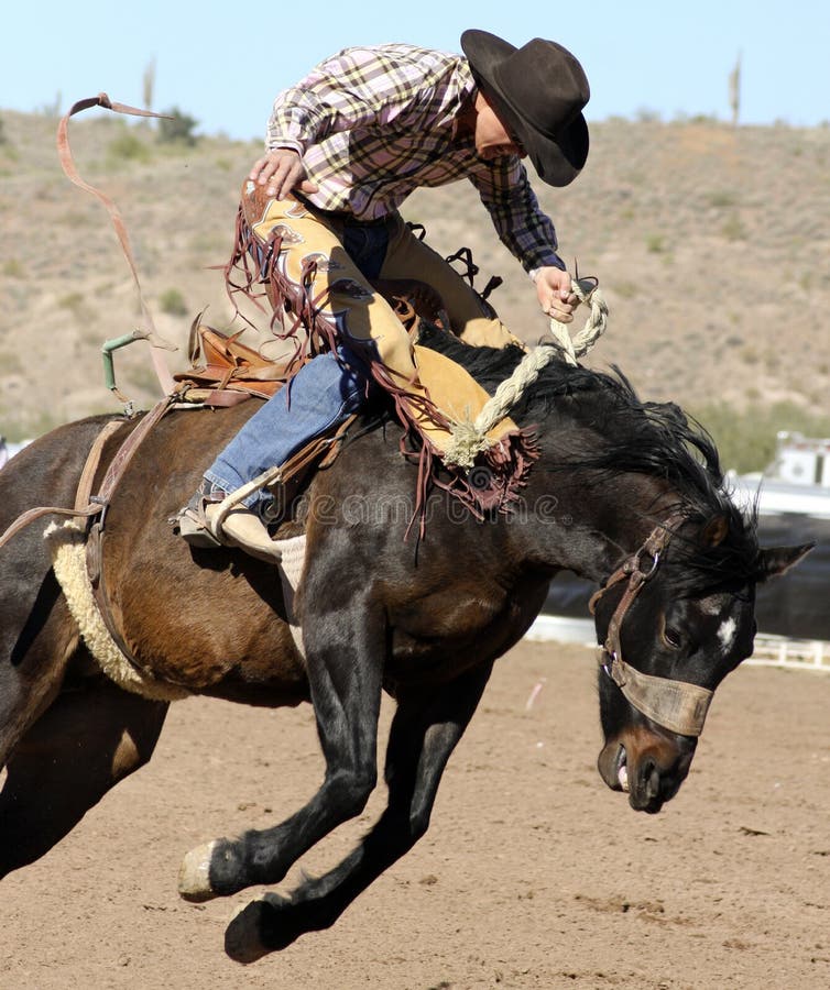 15+ Bronc Free Stock Photos - StockFreeImages