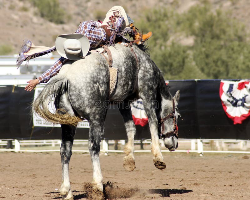 Rodeo Bucking Bronc Rider editorial stock image. Image of fair - 20951194