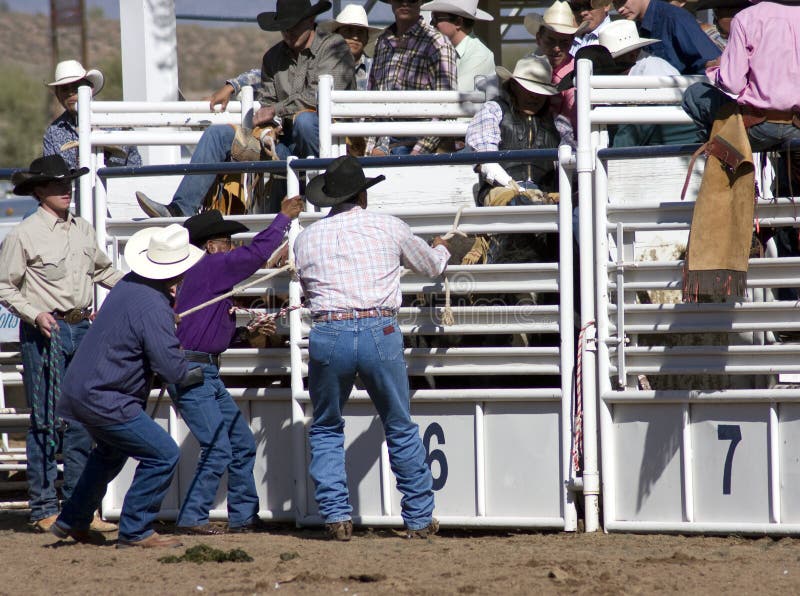 Rodeo Bucking Bronc Rider editorial photo. Image of fall - 20951071
