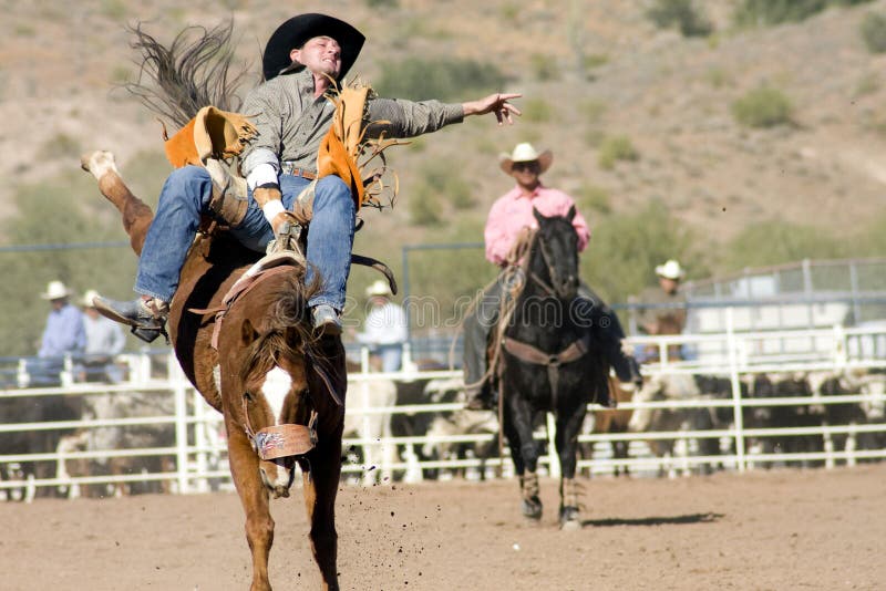 Rodeo Bucking Bronc Rider editorial stock photo. Image of bucking ...