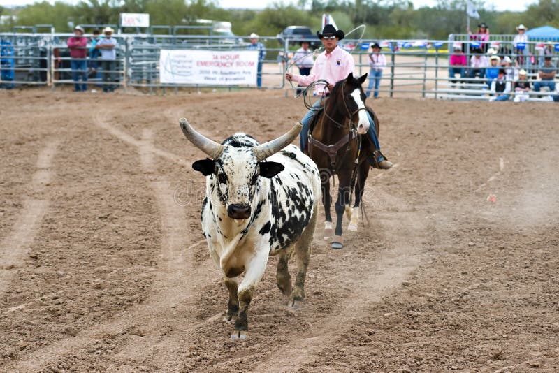 Bull riding editorial stock photo. Image of sport, arizona - 13267808