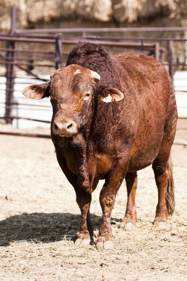 Rodeo Bull stock photo. Image of danger, cattle, bull - 13304314