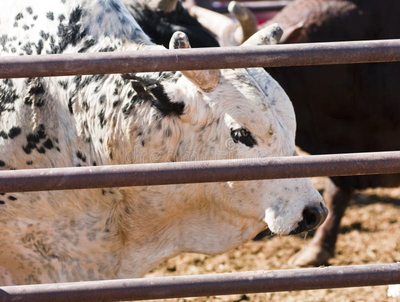 Rodeo Bull stock image. Image of western, arizona, sports - 13304589