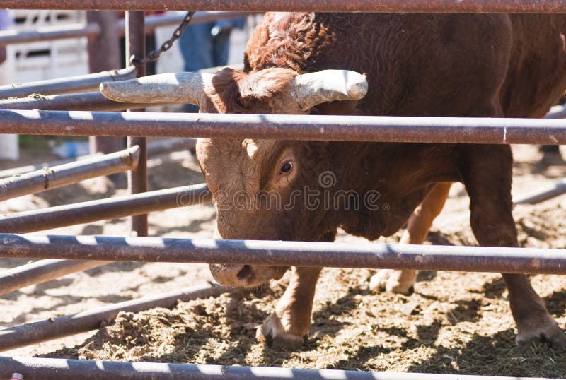Rodeo Bull stock image. Image of male, cattle, western - 13304741