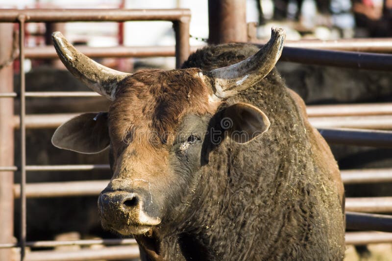 Rodeo bull stock photo. Image of rural, country, brahma - 7866098