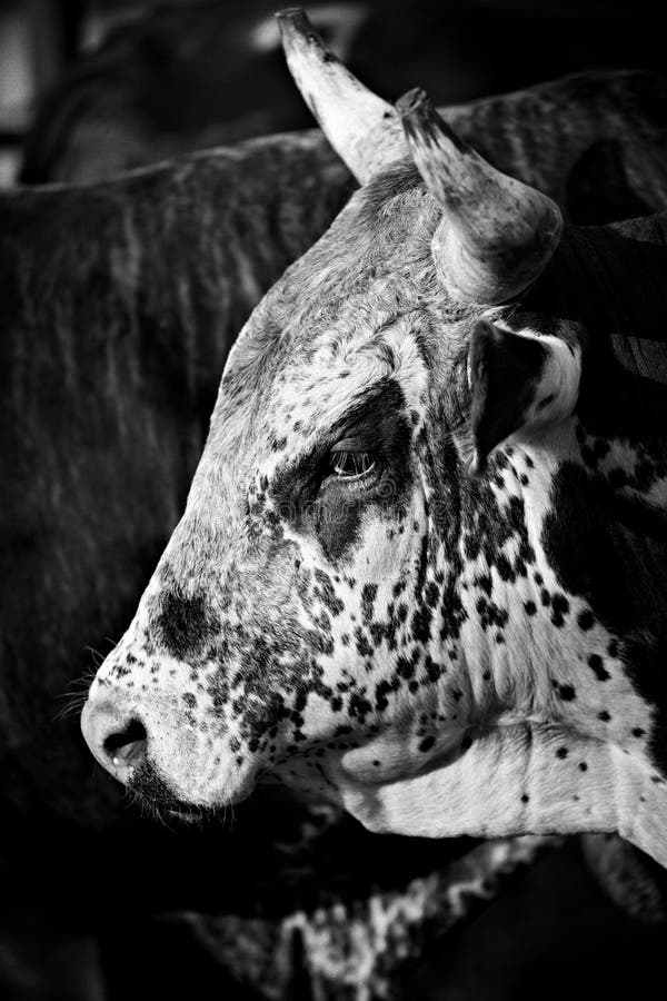 Rodeo bull b&w stock image. Image of head, closeup - 3338191