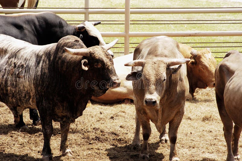 Rodeo Bulls stock photo. Image of jeans, livestock, danger - 356772