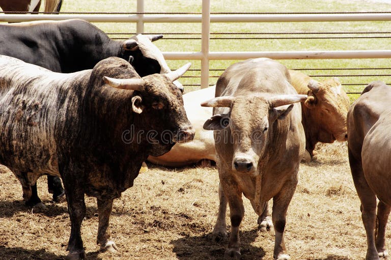 Rodeo Bulls stock photo. Image of jeans, livestock, danger - 356772
