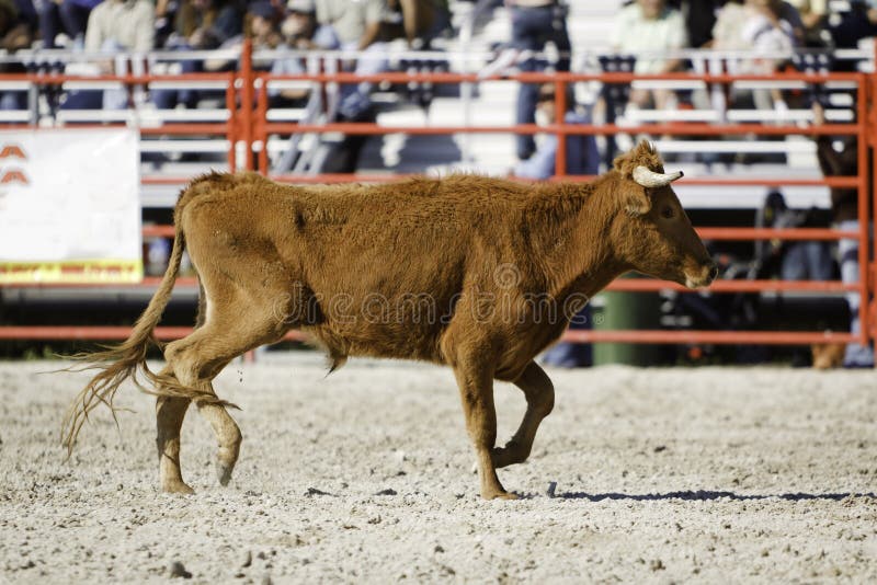 Rodeo Calf stock image. Image of bovine, rodeo, walking - 18417763