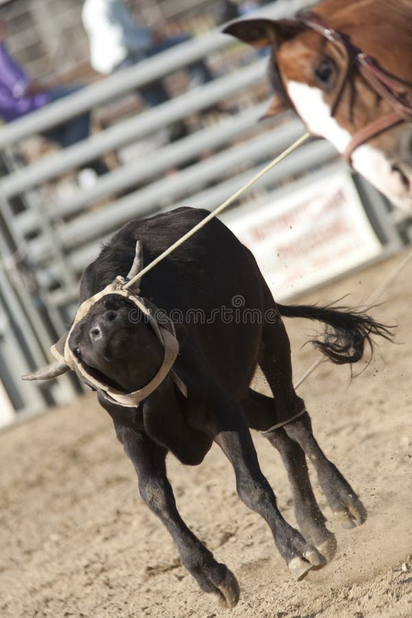 Rodeo Calf Roping stock image. Image of boys, calf, equestrian - 16325095