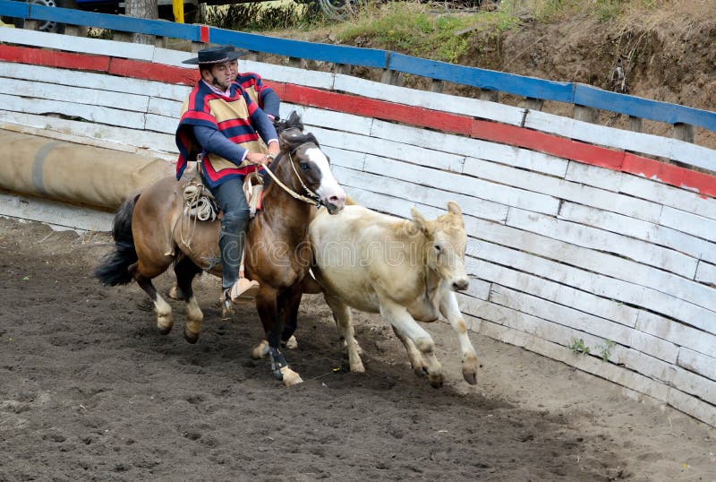 Rodeo chileno foto de archivo editorial. Imagen de chileno - 30062233