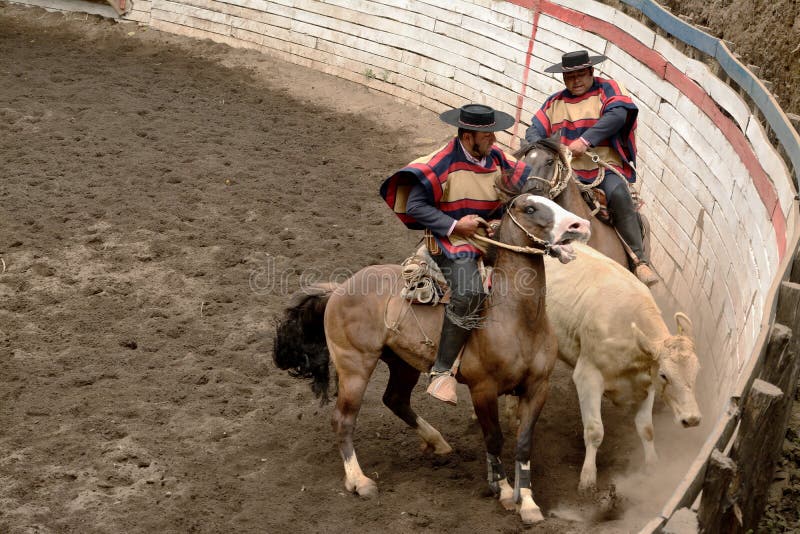 Rodeo Chileno Fotos - Libres de Derechos y Gratuitas de Dreamstime