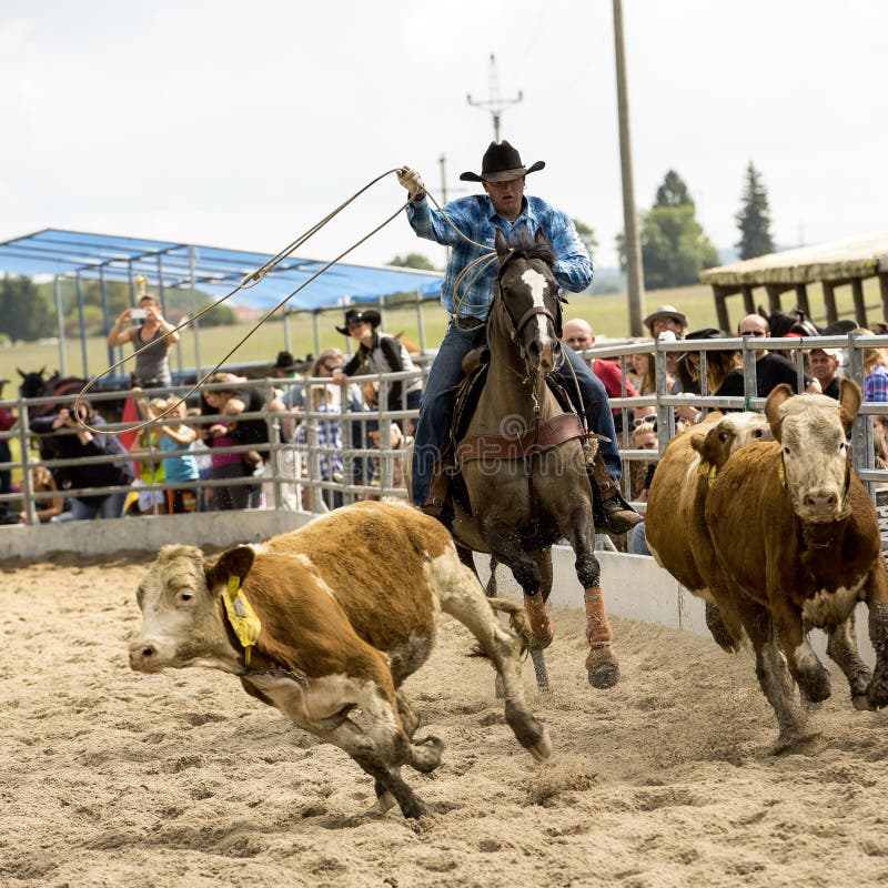 Rodeo competition editorial photography. Image of lassoing - 44047462