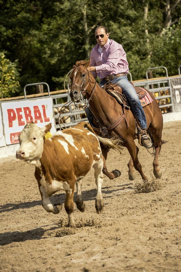 Rodeo Competition in Ranch Roping Editorial Image - Image of mammal ...