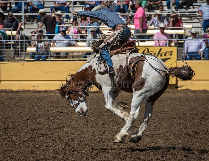 Rodeo-Cowboy Auf a-schwierigem Moment Redaktionelles Foto - Bild von ...