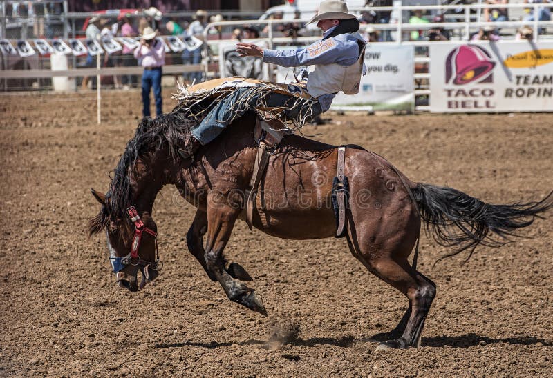 Rodeo-Cowboy, Der Einen Stier Reitet Redaktionelles Stockfotografie ...