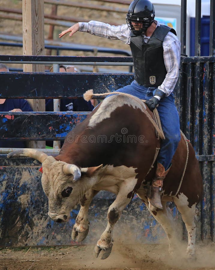 Rodeo-Cowboy, Der Einen Stier Reitet Redaktionelles Stockfotografie ...