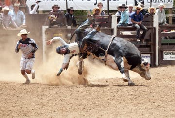 Rodeo - Cowboy Falling Off a Bull Editorial Photo - Image of fresian ...
