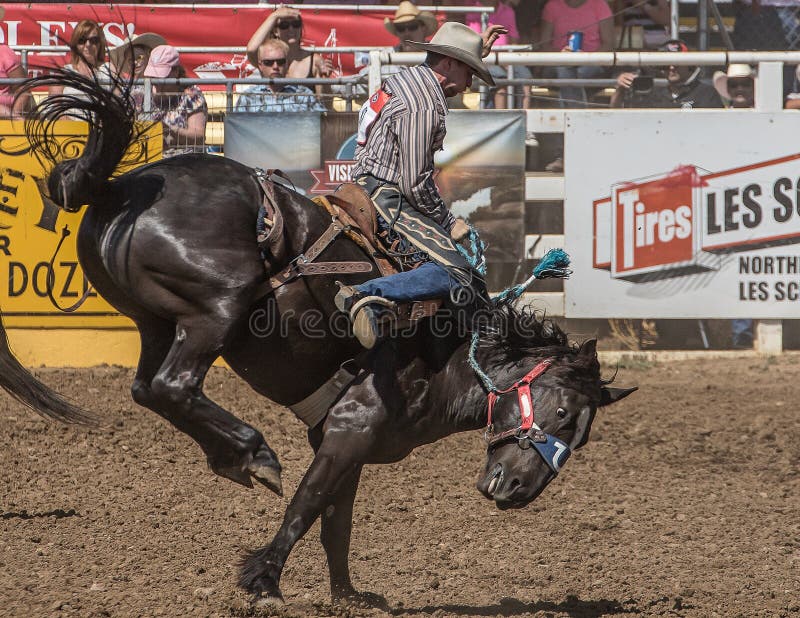 Rodeo Cowboy on a Rough Ride Editorial Stock Photo - Image of chance ... Rodeo Cowboy on a Rough Ride Editorial Stock Photo - Image of chance ...