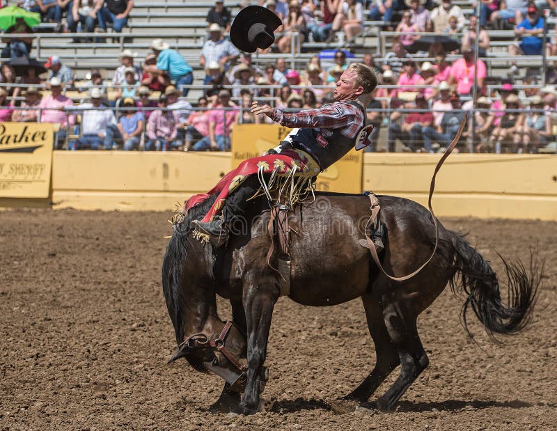 Rodeo Cowboy on a Rough Ride Editorial Stock Image - Image of ... Rodeo Cowboy on a Rough Ride Editorial Stock Image - Image of ...