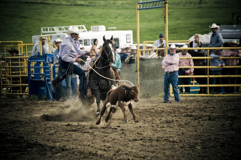Bucking Horse with Cowboy Coming Out of Gate Editorial Stock Photo ...