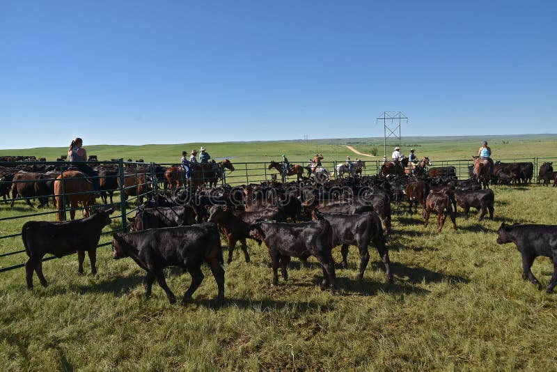 Rodeo De Los Becerros De Angus Foto editorial - Imagen de dakota ...