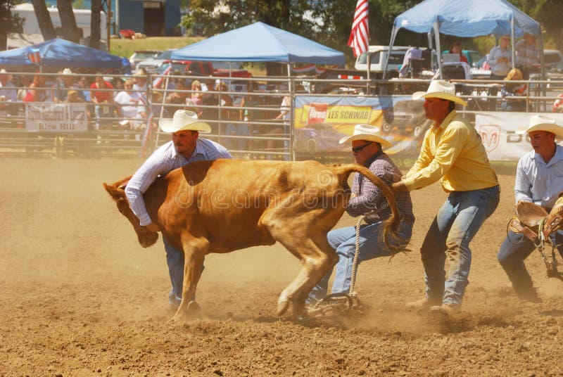 Rodeo Fun editorial stock image. Image of west, wrestling - 24674254