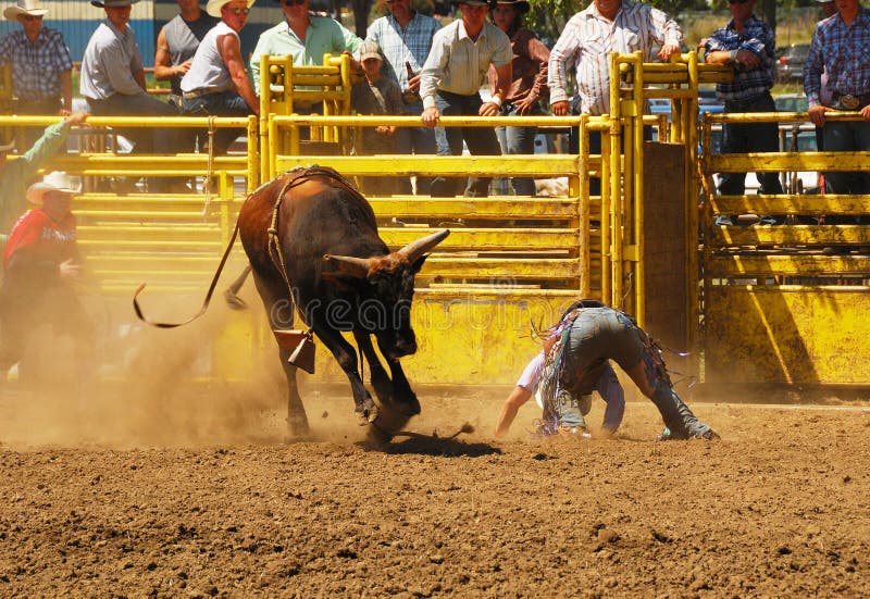 Rodeo Bull Riding editorial stock image. Image of fall - 20958124