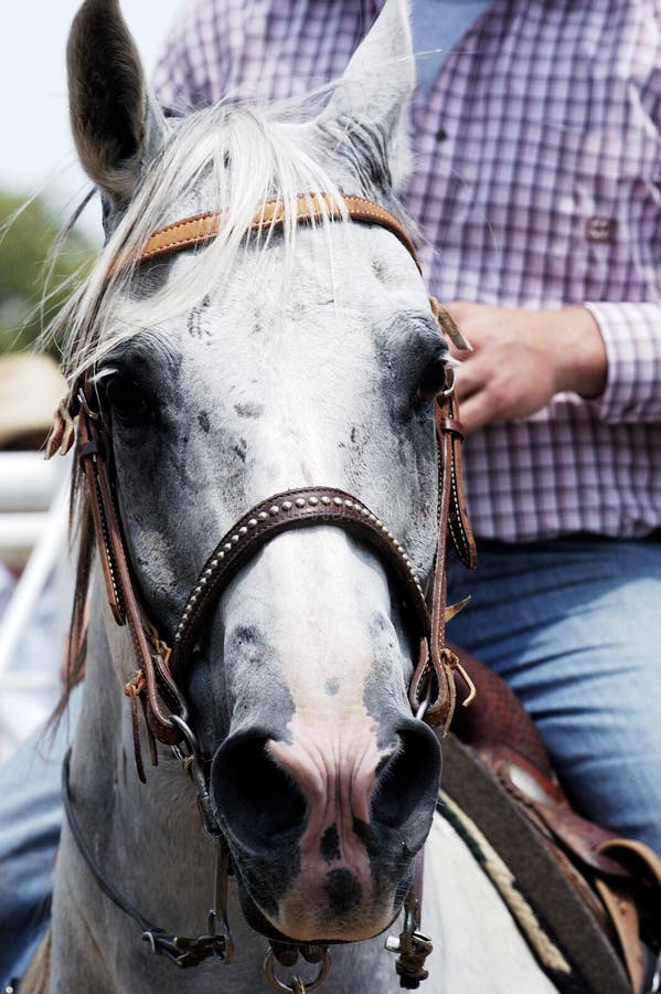 Rodeo horse, vertical stock image. Image of team, horses - 335543