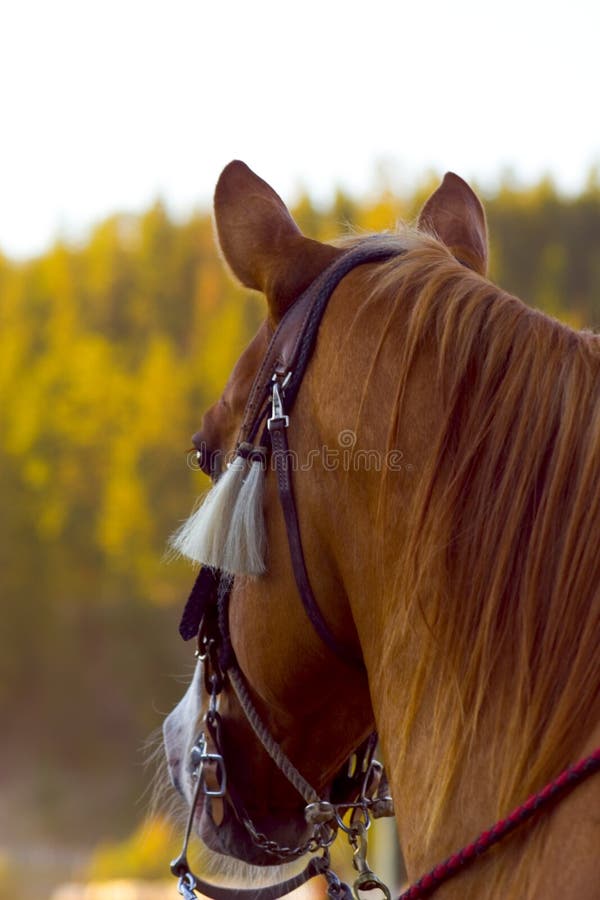 Rodeo Horse stock photo. Image of waiting, supply, work - 990616