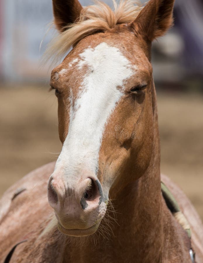Rodeo Horse stock photo. Image of white, corral, brown - 73751462