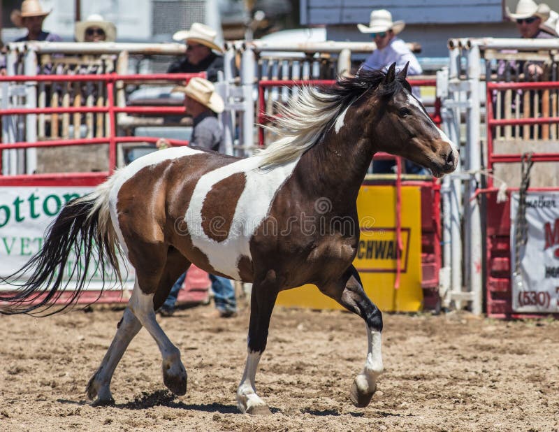 Rodeo Horse editorial photography. Image of arena, brown - 93191077