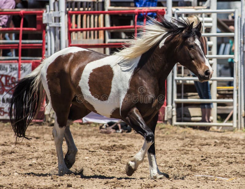 Rodeo Horse editorial stock photo. Image of white, stallion - 93191083