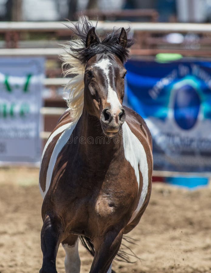 Rodeo Horse editorial photography. Image of stallion - 93191102